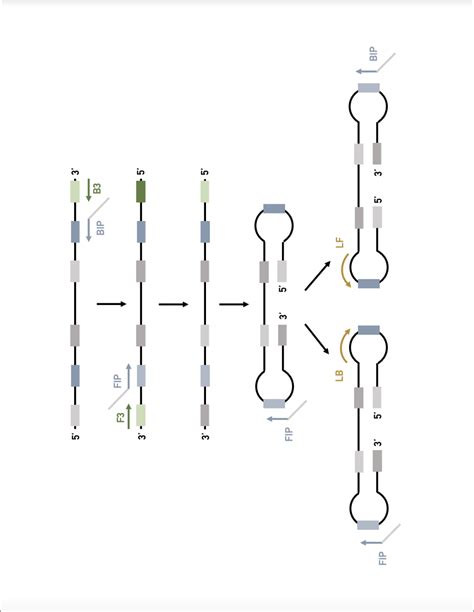 Queen S Canada Igem Lamp Amplification