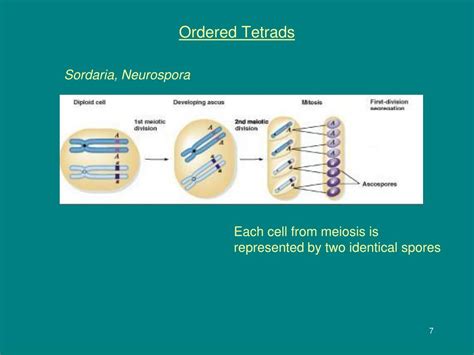 Ppt Tetrad Analysis Fungal Genetics Powerpoint Presentation Free