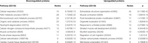 Top 10 Differentially Regulated Pathways In Hcm Female Vs Nf Ivs