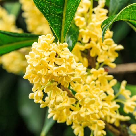 Siepe Vera Da Esterno Osmanto Tricolore Osmanthus Heterophyllus