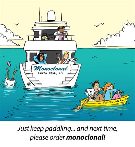 Erα Antibody Hc 20 Scbt Santa Cruz Biotechnology