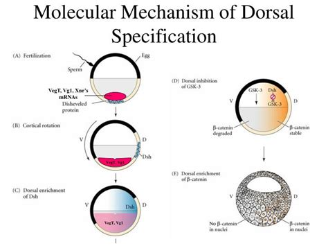 Ppt Vertebrate Embryonic Patterning 2 Powerpoint Presentation Id 6519615