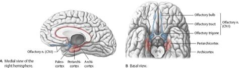 Brain And Spinal Cord Atlas Of Anatomy