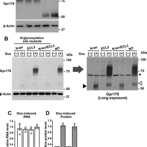 Gpr176 Is An N Glycosylated Gpcr A Amino Acid Sequence Conservation Download Scientific