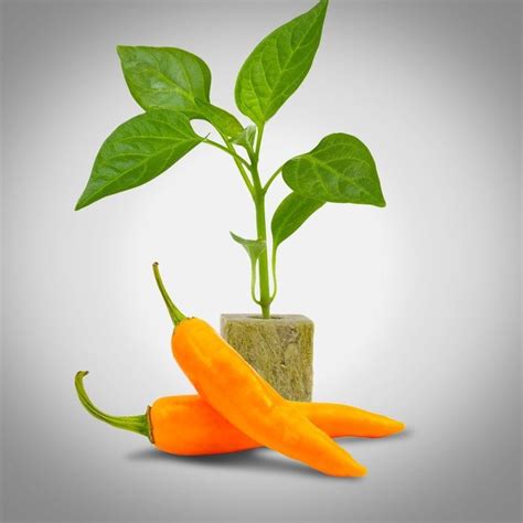 Live Aji Amarillo Pepper Plant From Peru Yellow Pepper Plant For Your