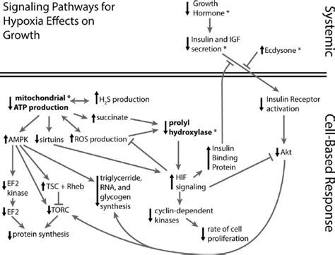 Flow Diagram Of Major Signaling Pathways Known To Link Hypoxia To Download Scientific Diagram