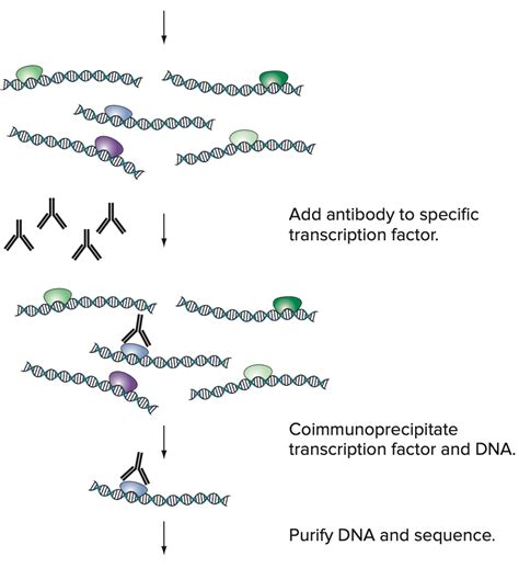 Chip Seq Biomanual