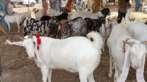 Bakra Eid 2024 Youtube