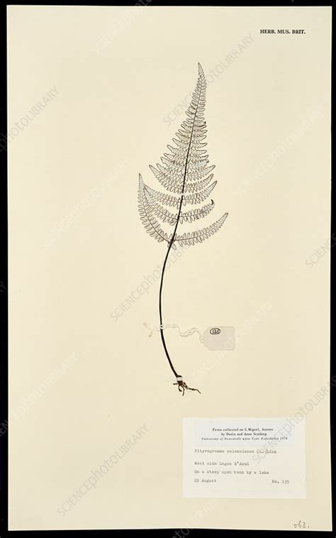Pityrogramma Calomelanos Fern Specimen Stock Image C047 2284 Science Photo Library