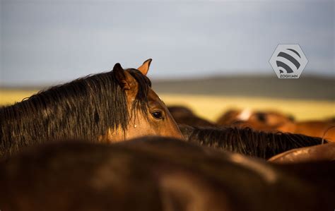 ХОЁР НАСТАЙ ХҮҮХЭД МОРИНД ӨШИГЛҮҮЛЖ ГЭМТЖЭЭ