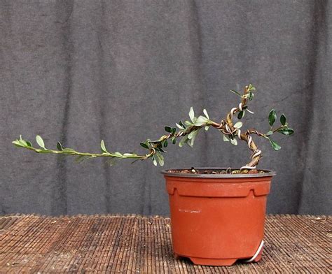 Cotoneaster Microphyllus Cuttings