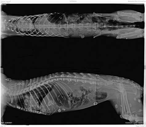 Echinococcus Oligarthrus Cystic Hydatidosis In Brazilian Agouti