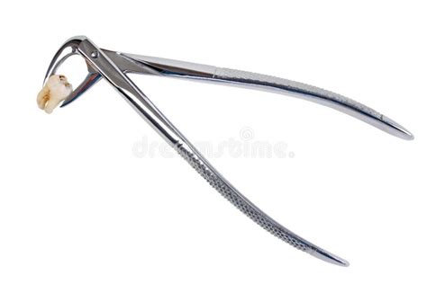Forcipe Dentale Con Il Dente Fotografia Stock Immagine Di