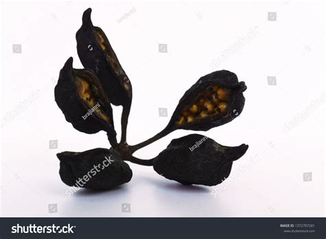 Photo Full Pods Bottle Tree Seeds Stock Photo Edit Now 1372707281 Shutterstock