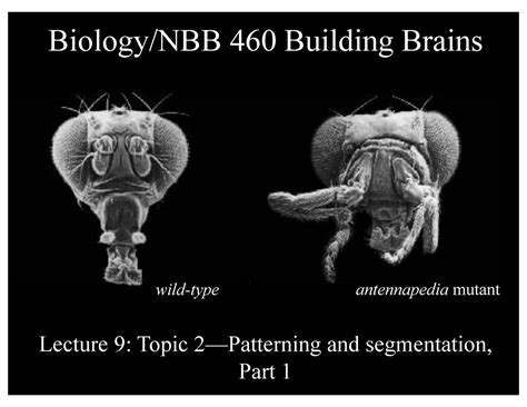 Lecture 9 Topic 2 Polarity And Segmentation Part 1 Biologynbb 460