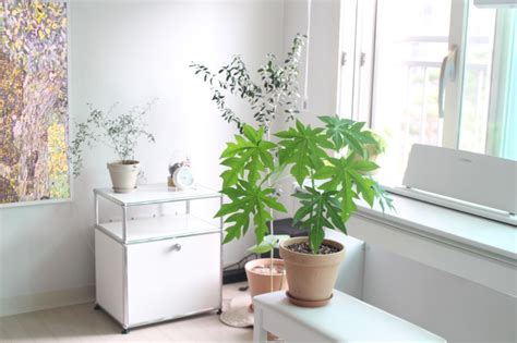 파파야나무 집에서 키우기 네이버 블로그