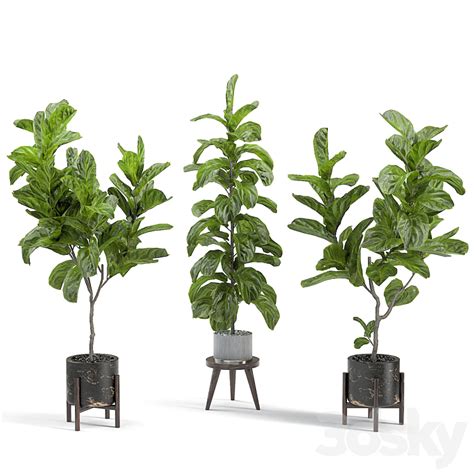 Fiddle Leaf Figure 003 Indoor 3d Model