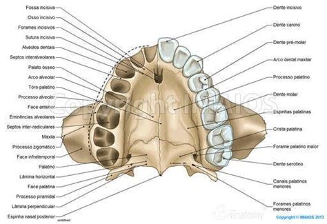 Incisive Fossa