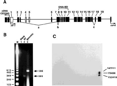 Genes Encoding The NFI Transcription Factors Are Dispersed In The Mouse Download Scientific