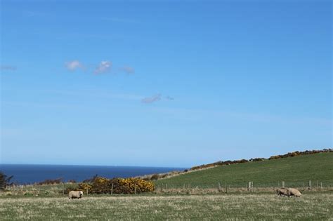 무성 한 흰 구름과 푸른 하늘 아래 바다 필드에서 순 무를 먹는 양 0명에 대한 스톡 사진 및 기타 이미지 0명 구름 구름 풍경 Istock