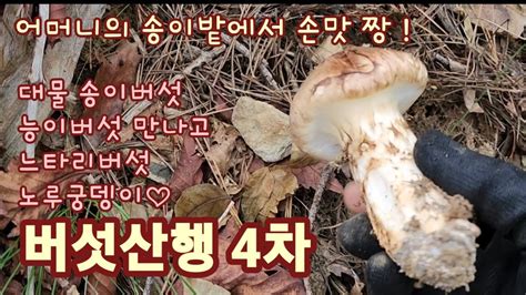 가을 버섯산행 4차 어머님의 구광자리에서 대물송이 송이버섯 만나고 노루궁뎅이 뽕나무버섯부치 대물능이 도 만나고 즐산했습니다