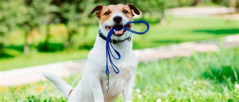 Passear O Cão Dicas E Quantas Vezes Animais Continente