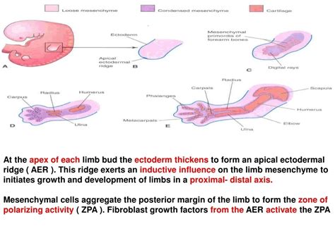 Ppt Limb Development Powerpoint Presentation Free Download Id9420185