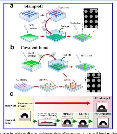 Figure 1 From Protein − Substrate Adhesion In Microcontact Printing Regulates Cell Behavior