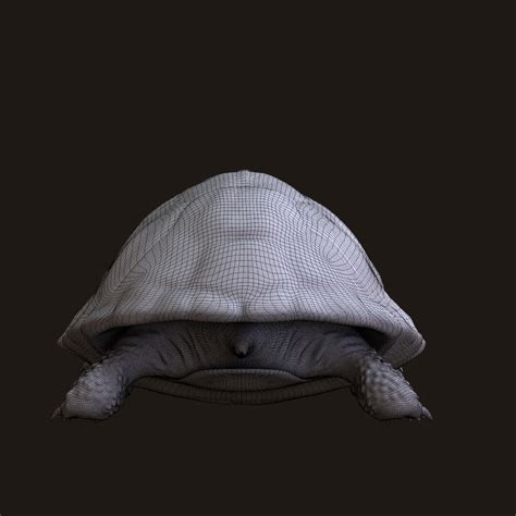 Mustafa Vangöl 3d Turtle Model Animated