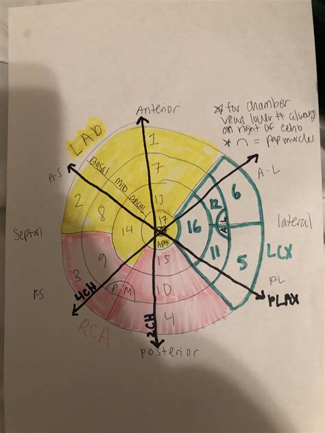 Echo Coronary Artery Heart Wall Segments Anatomy Everything In One Picture Heart Echo Heart