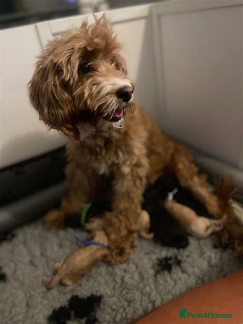 Cockapoo F1b For Sale In Telford Pets4homes