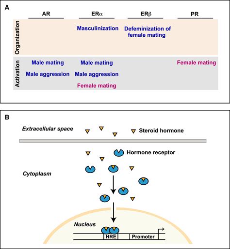 Representing Sex In The Brain One Module At A Time Neuron