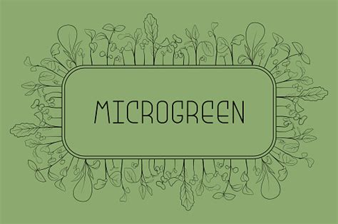 Microgreen Leaves And Sprouts Border In Rectangular Frame In Sketch Style With Text In Center