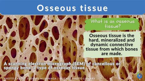 Osseous Tissue Definition And Examples Biology Online Dictionary