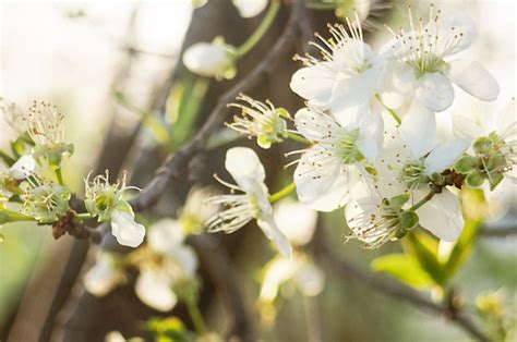 봄 테두리 또는 분홍색 꽃배경 예술 피는 나무와 태양 플레어와 아름다운 자연 장면 부활절 화창한 날 봄 꽃 아름다운 과수원 추상이 배경이 흐려졌다 봄이 0명에 대한 스톡