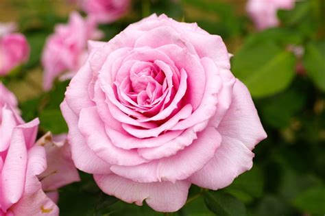 장미 꽃 종류 장미 색깔 별 꽃말 네이버 블로그