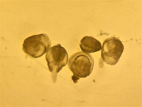 Summer Mussel Propagation At The Mars Trailer Friends Of The Upper