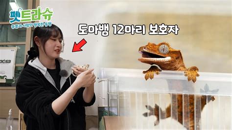 11마리 크레스티드게코🐲와 함께 살고 있는 도마뱀 집사의 일상😊 Youtube