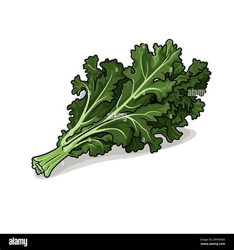 Brassica Oleracea Drawing Stock Vector Images Alamy