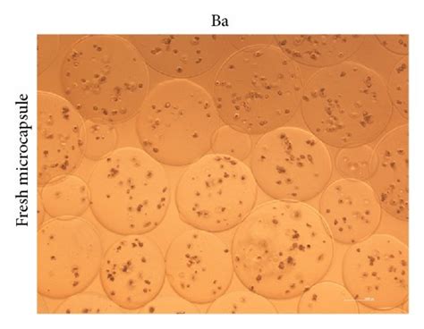 Ca And Ba Dpc Microcapsule Structure Microcapsule Structures Were Download Scientific Diagram