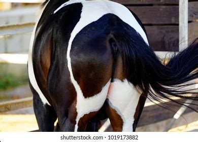 Anus Horse 28 Images Photos De Stock Objets 3d Et Images