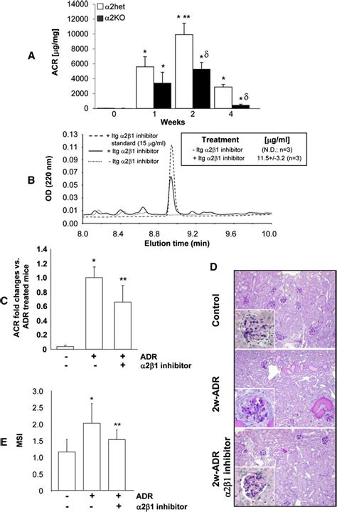 Inhibition Of Integrin A2b1 Improves Renal Function In Download Scientific Diagram