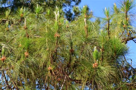 Pine Family Tree Conifer Branch Picture Image 113373588