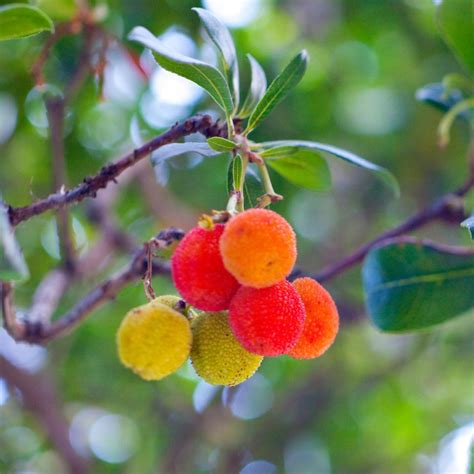 Strawberry Tree Seeds The Seed Collection