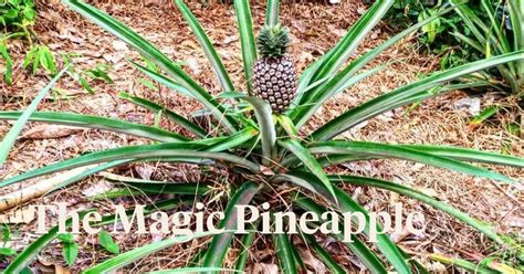 Pineapple Tree Product Featured On