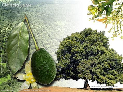 Situación Actual Del Aguacate Ciencia Unam