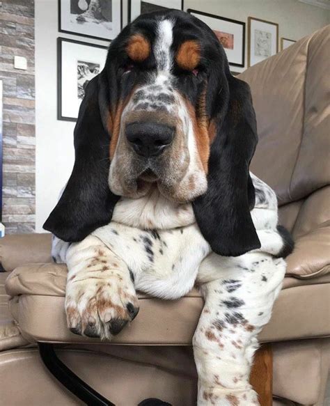 Adorable And Sleepy Basset Hound