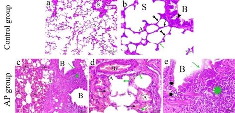 Photomicrograph of NF κB immune stained pancreatic sections a Download Scientific Diagram