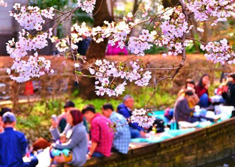 Complete Hanami Guide How To Enjoy A Cherry Blossom Party In Japan