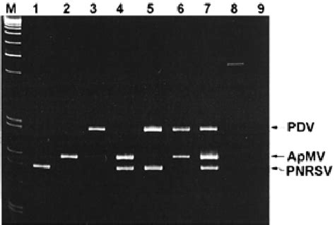 Evaluation Of Multiplex Reverse Transcription Polymerase Chain Reaction Download Scientific